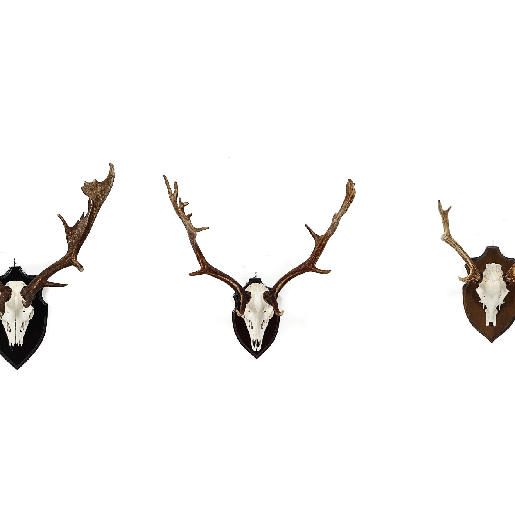 Hunting trophies. Three shell-mounted red deer mounts (3) | Lauritz.com