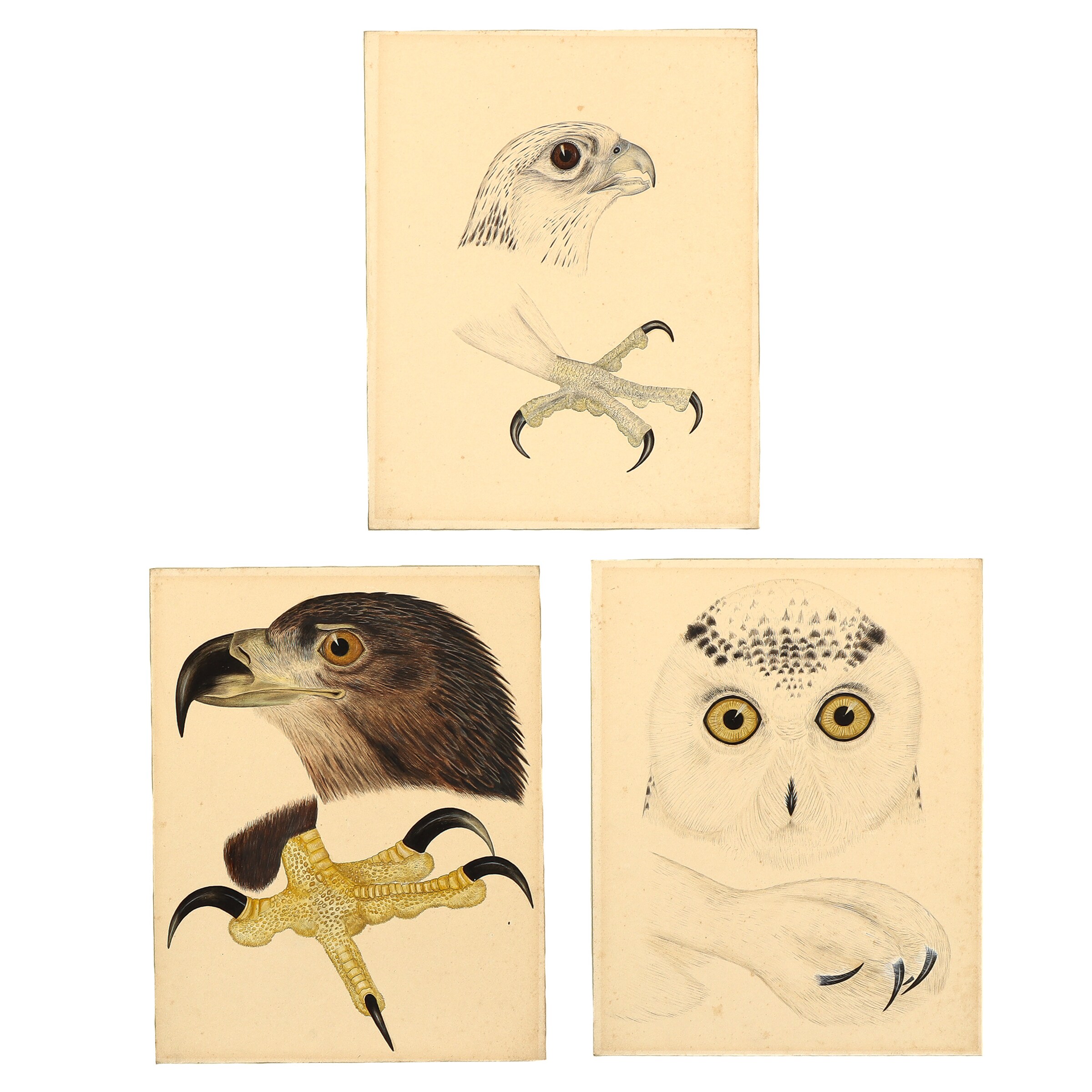Edgar Christian Fencker. Motiver med fugle - Jagtfalk, Sneugle m.m ...