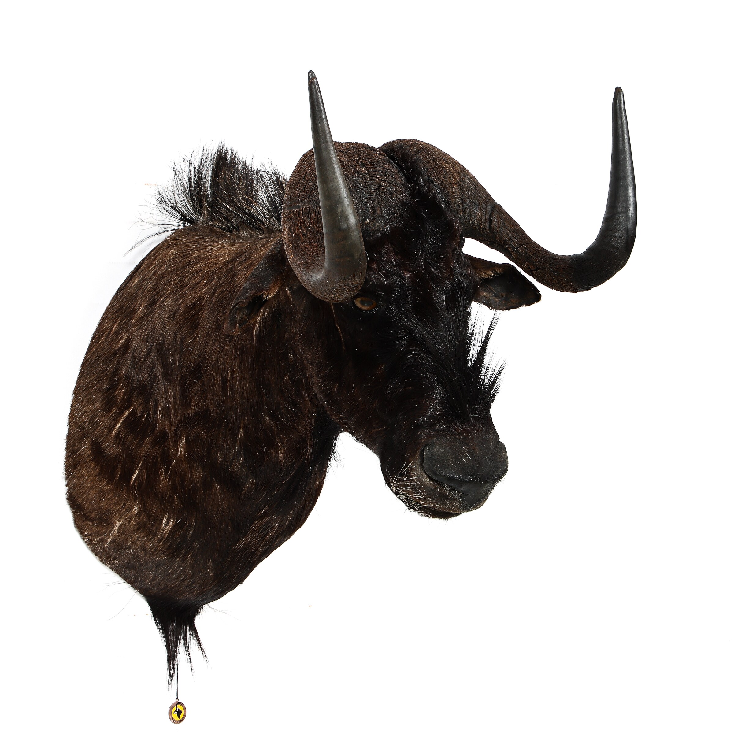 Jagttrofæ. Skuldermonteret Black Wildebeest. | Lauritz.com