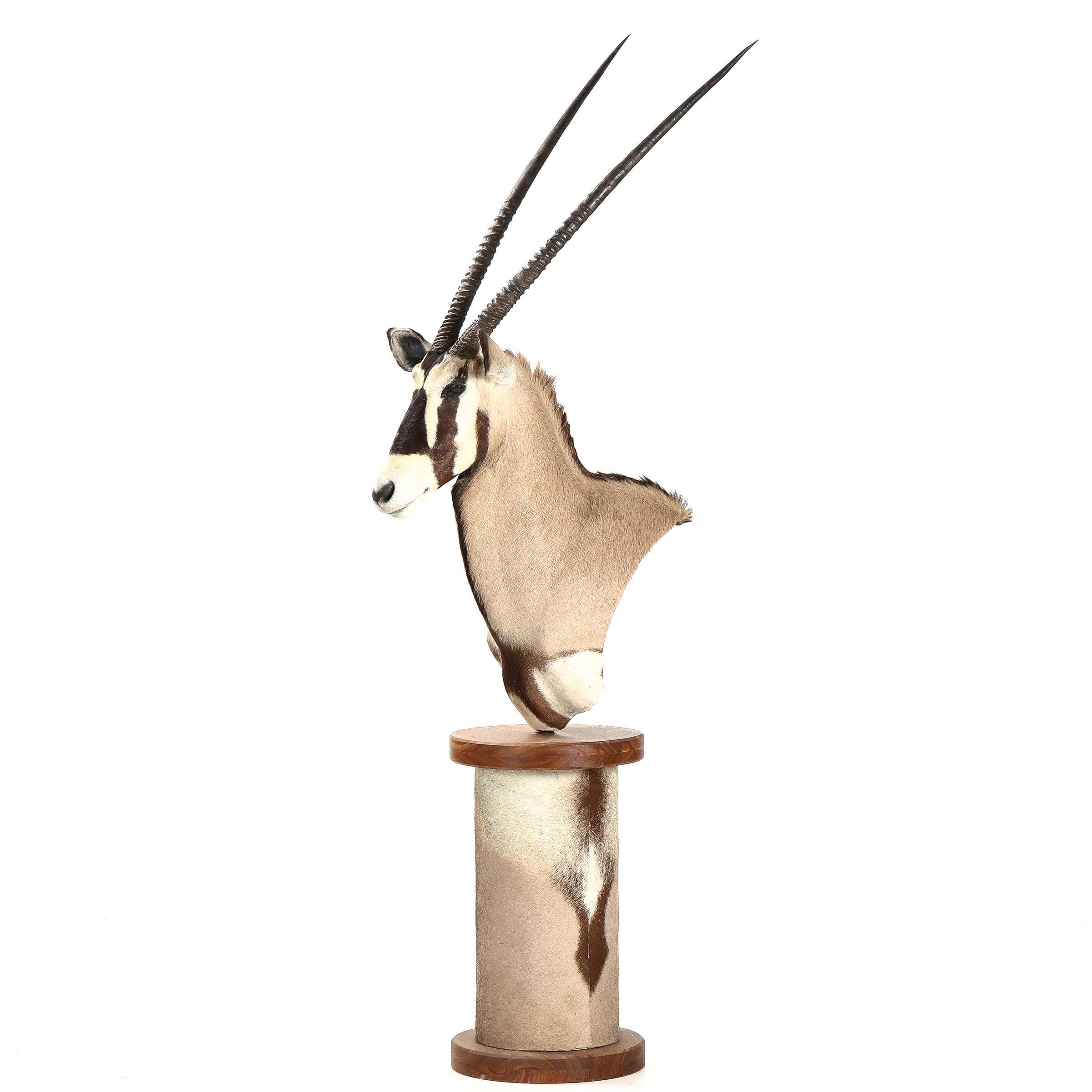 Shoulder-mounted Oryx (Oryx gazelle), mounted on a base covered with ...