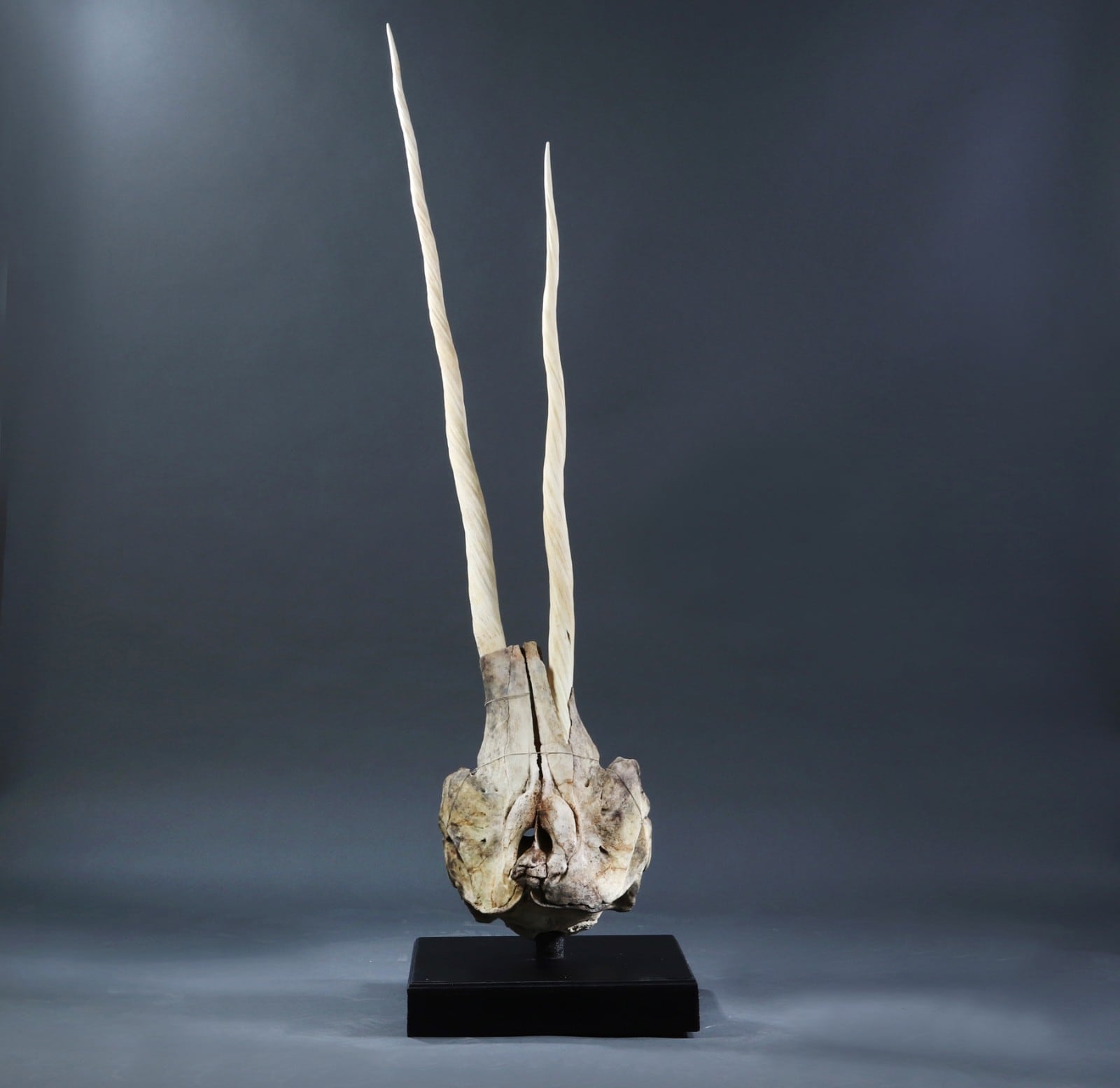 Rare narwhal skull, Monodon Monoceros, with two teeth, 198 cm, including skull | Lauritz.com