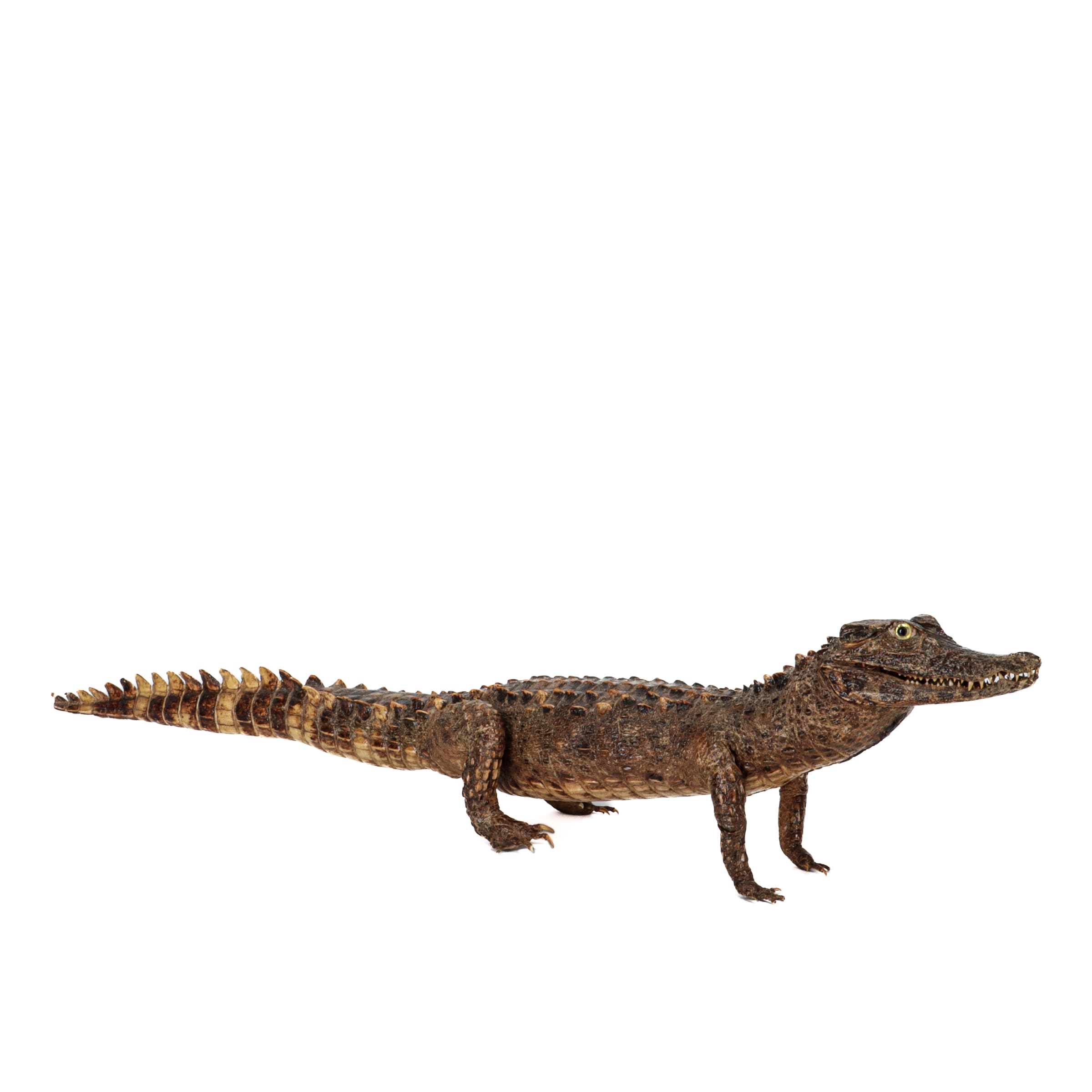 Stuffed caiman (Caiman crocodylus) | Lauritz.com