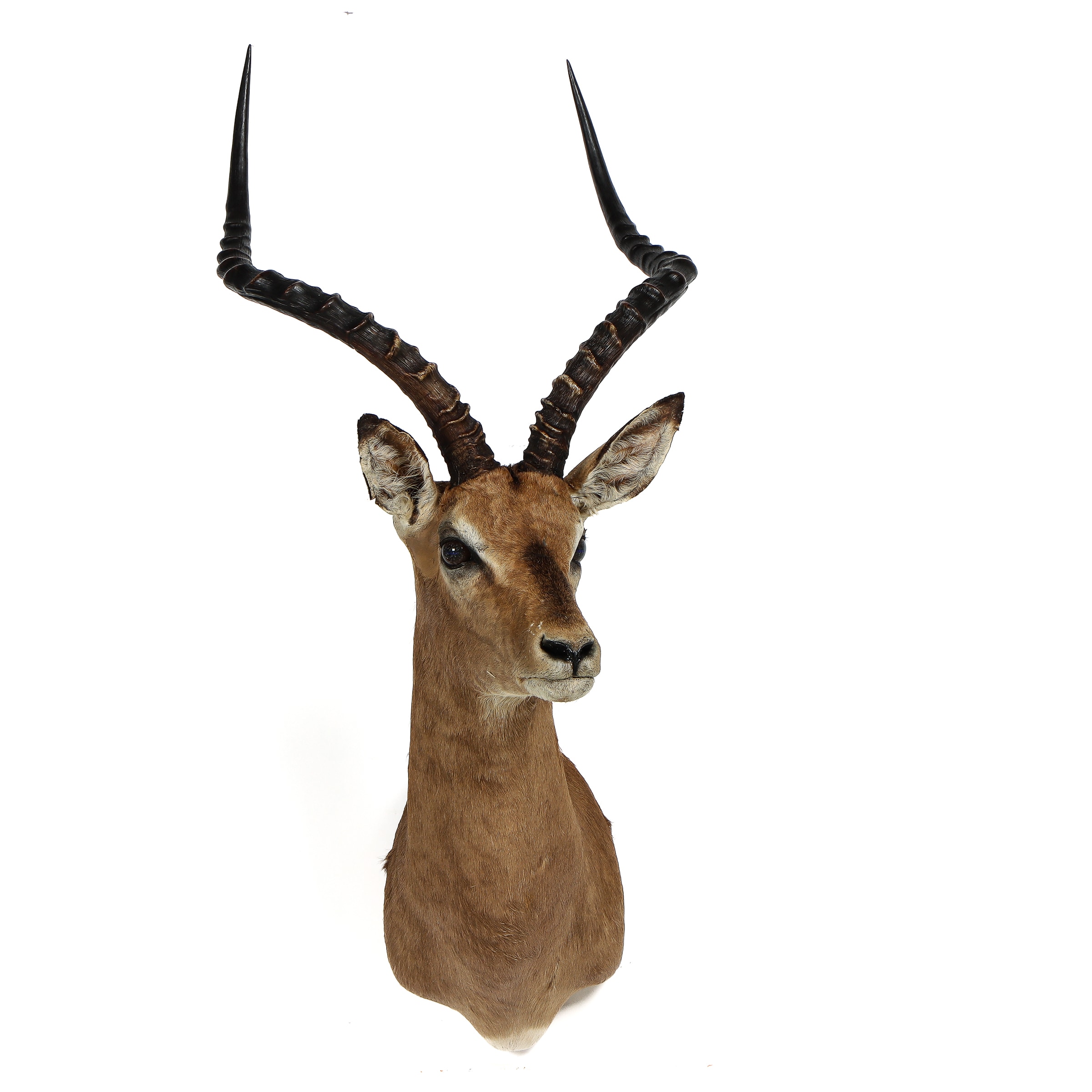 Hunting trophy. Head mounted Impala | Lauritz.com