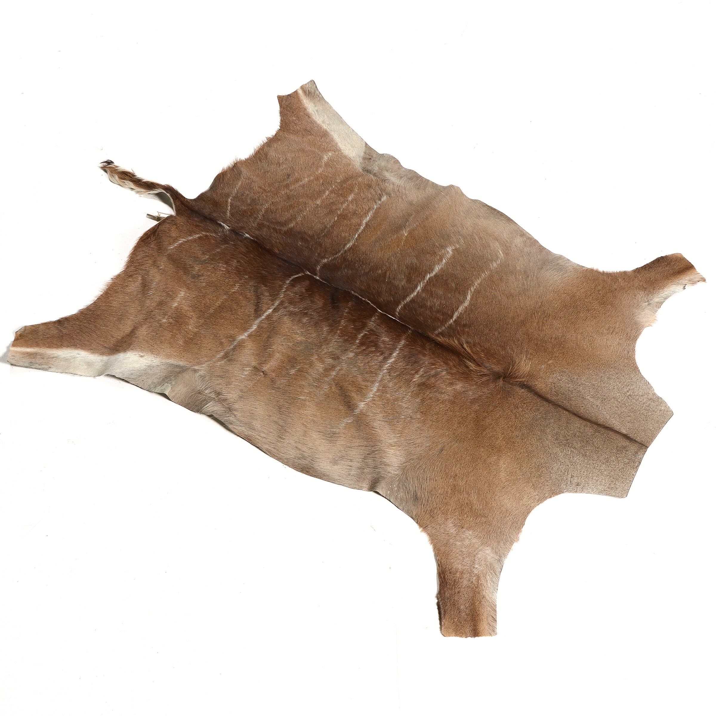 Hunting trophy. Skin from Kudu (Tragelaphus strepsiceros) | Lauritz.com