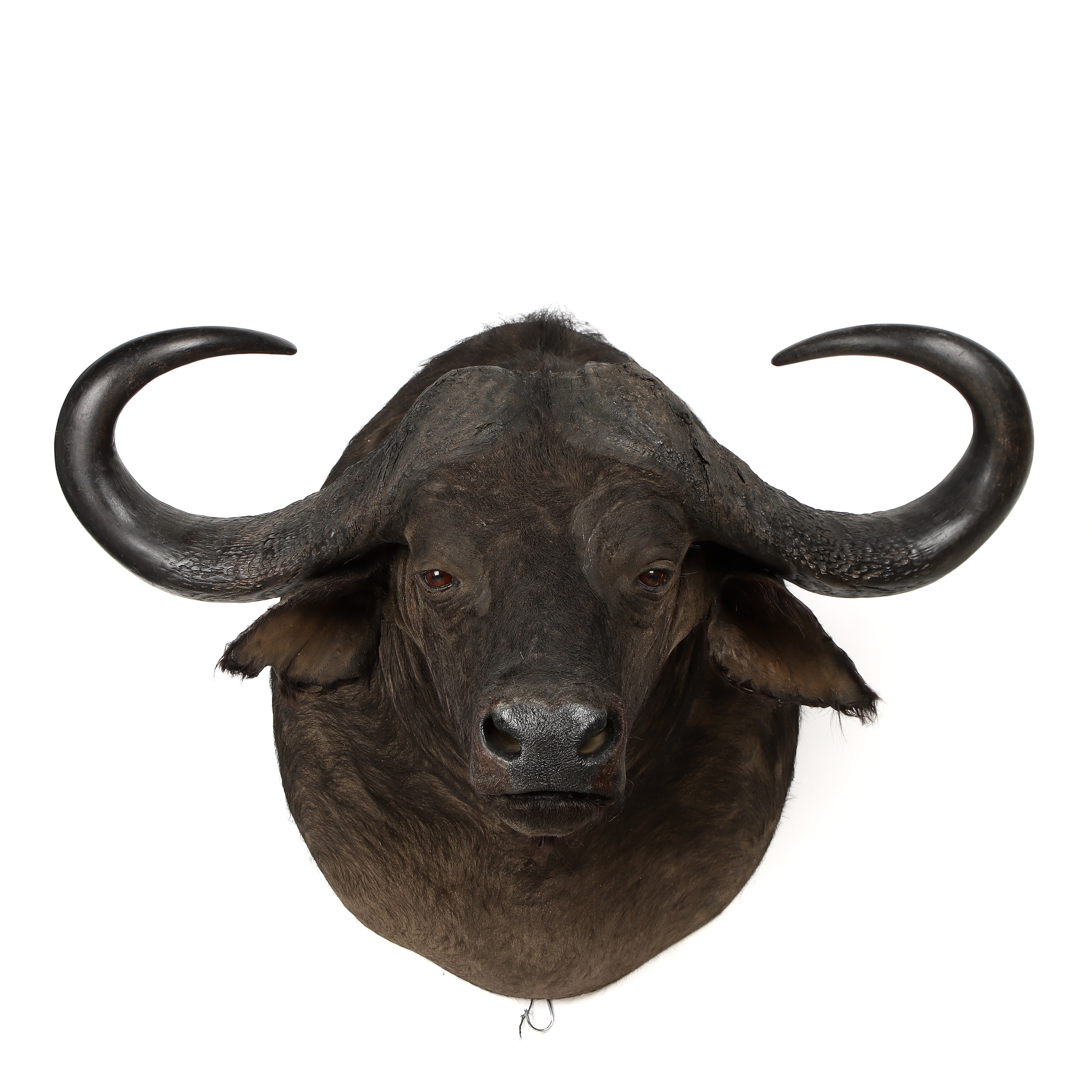 Hunting trophy. Shoulder mounted buffalo | Lauritz.com
