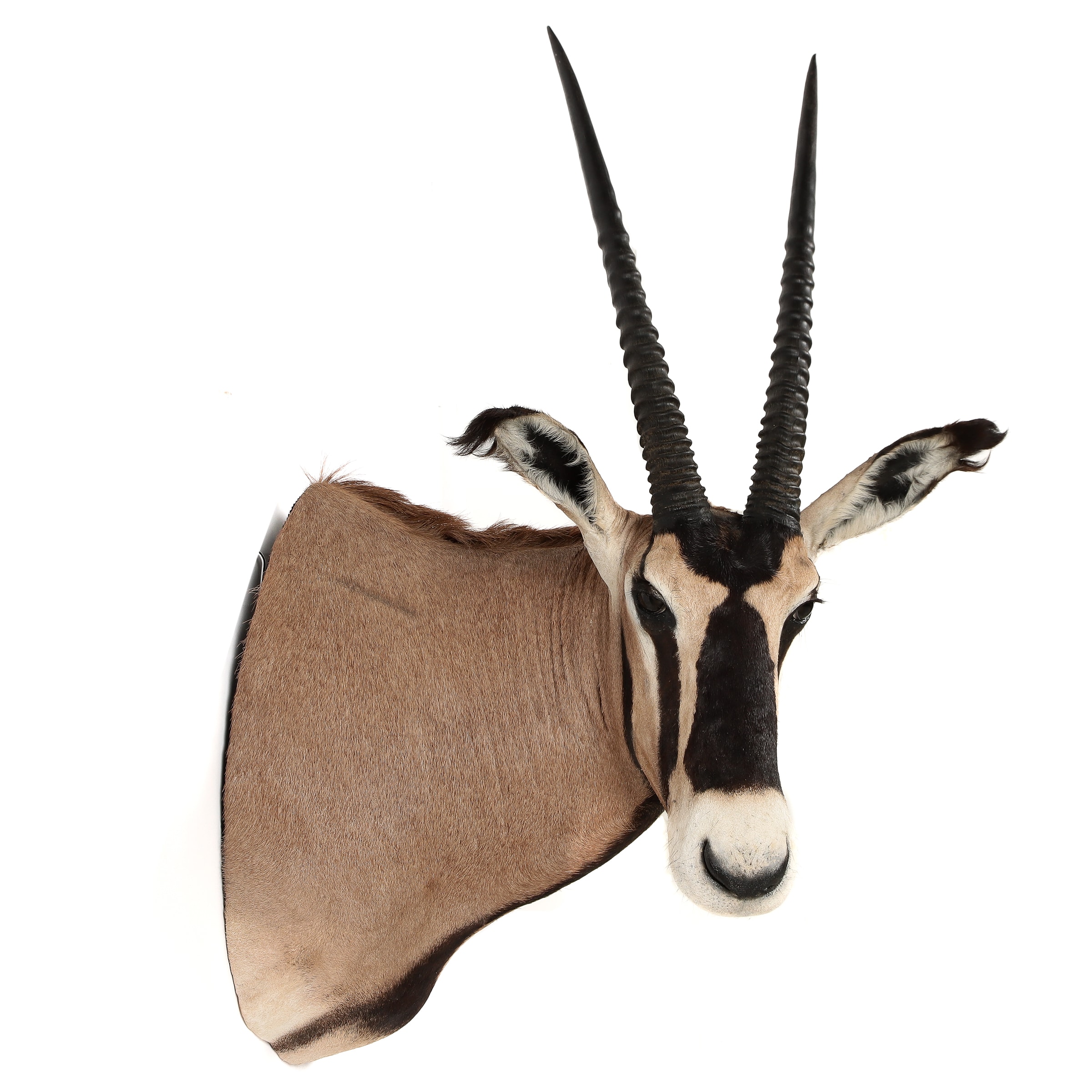 Hunting trophy. Head mounted oryx | Lauritz.com